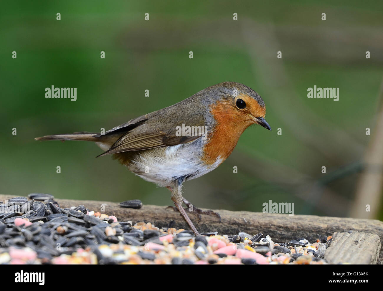 Bird at bird table hi-res stock photography and images - Alamy
