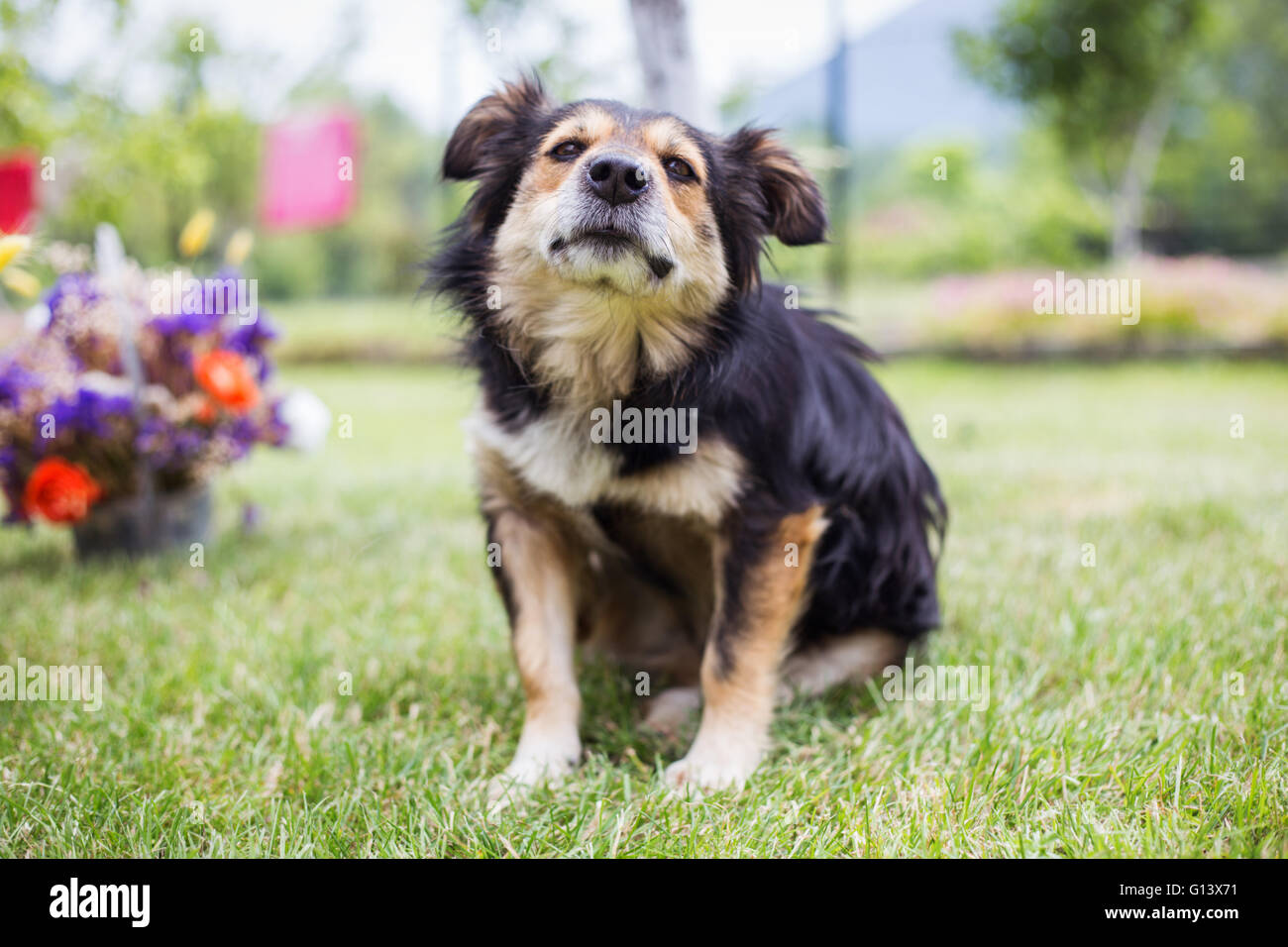 Dog sitting in the garden Stock Photo - Alamy