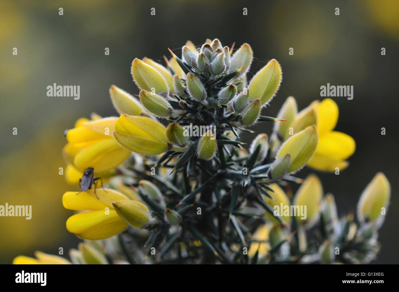 Gorse hi-res stock photography and images - Alamy