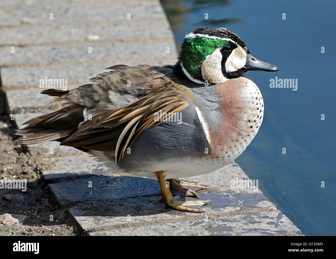 Baikal teal hi-res stock photography and images - Alamy