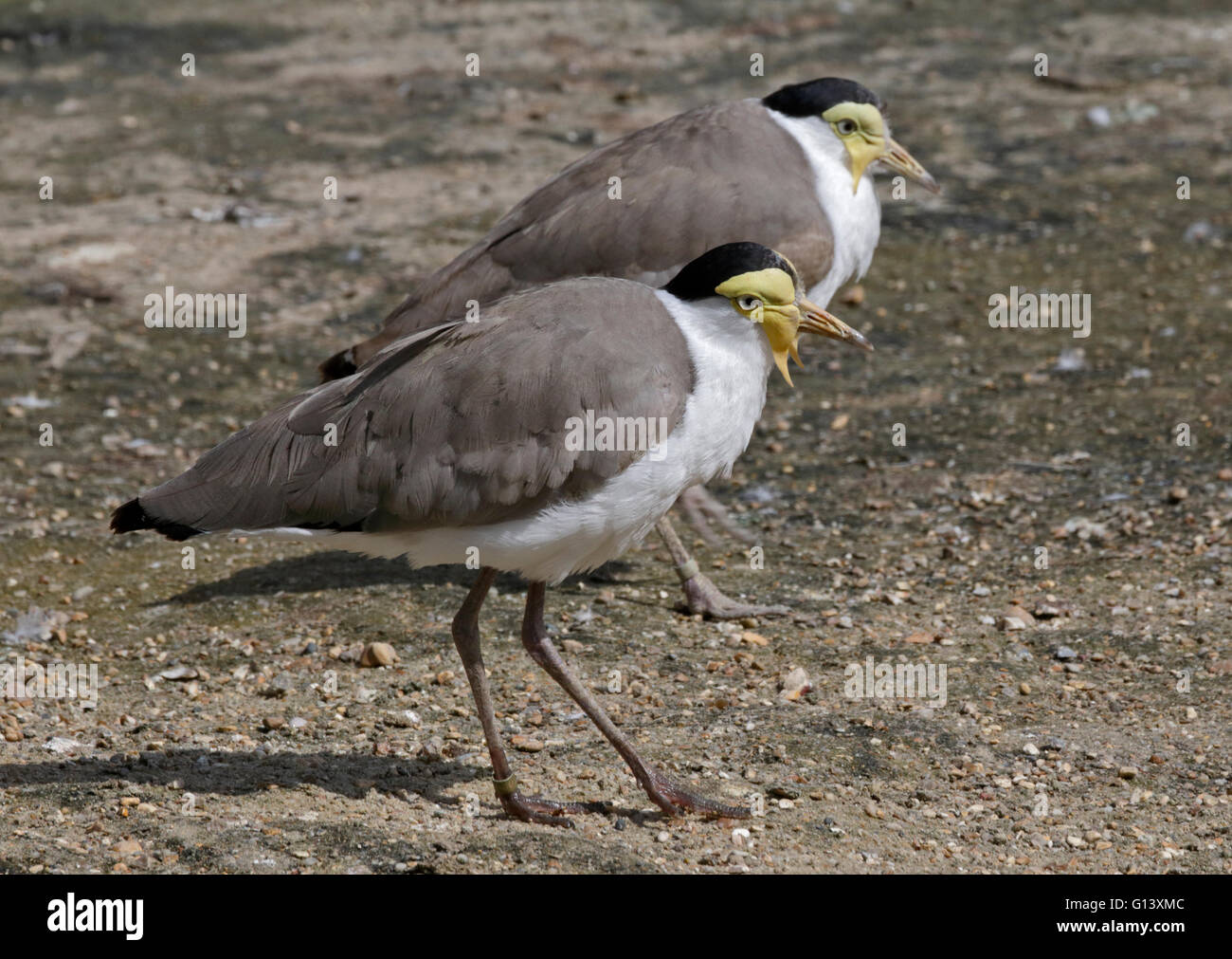 Masked plovers hi-res stock photography and images - Alamy