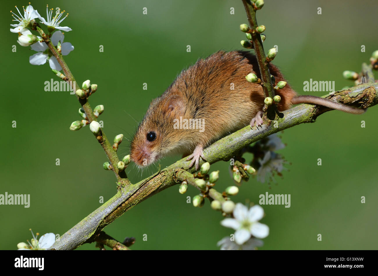 Little native mouse hi-res stock photography and images - Alamy