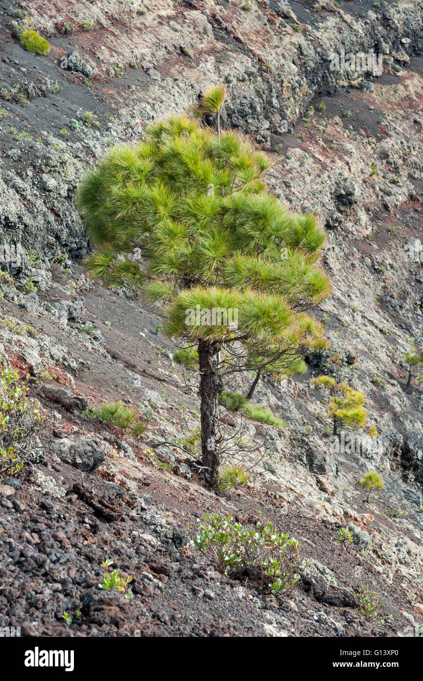 Tree growing on lava in crater of San Antonio Volcano in the south of ...
