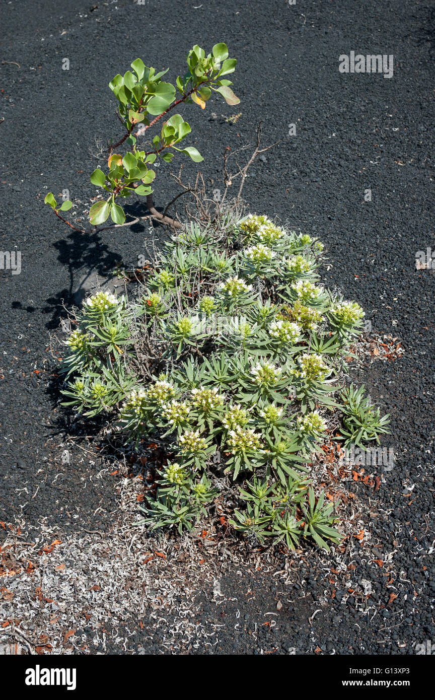 Echium aculeatum growing on volcanic ash and lapilli of the Teneguia ...