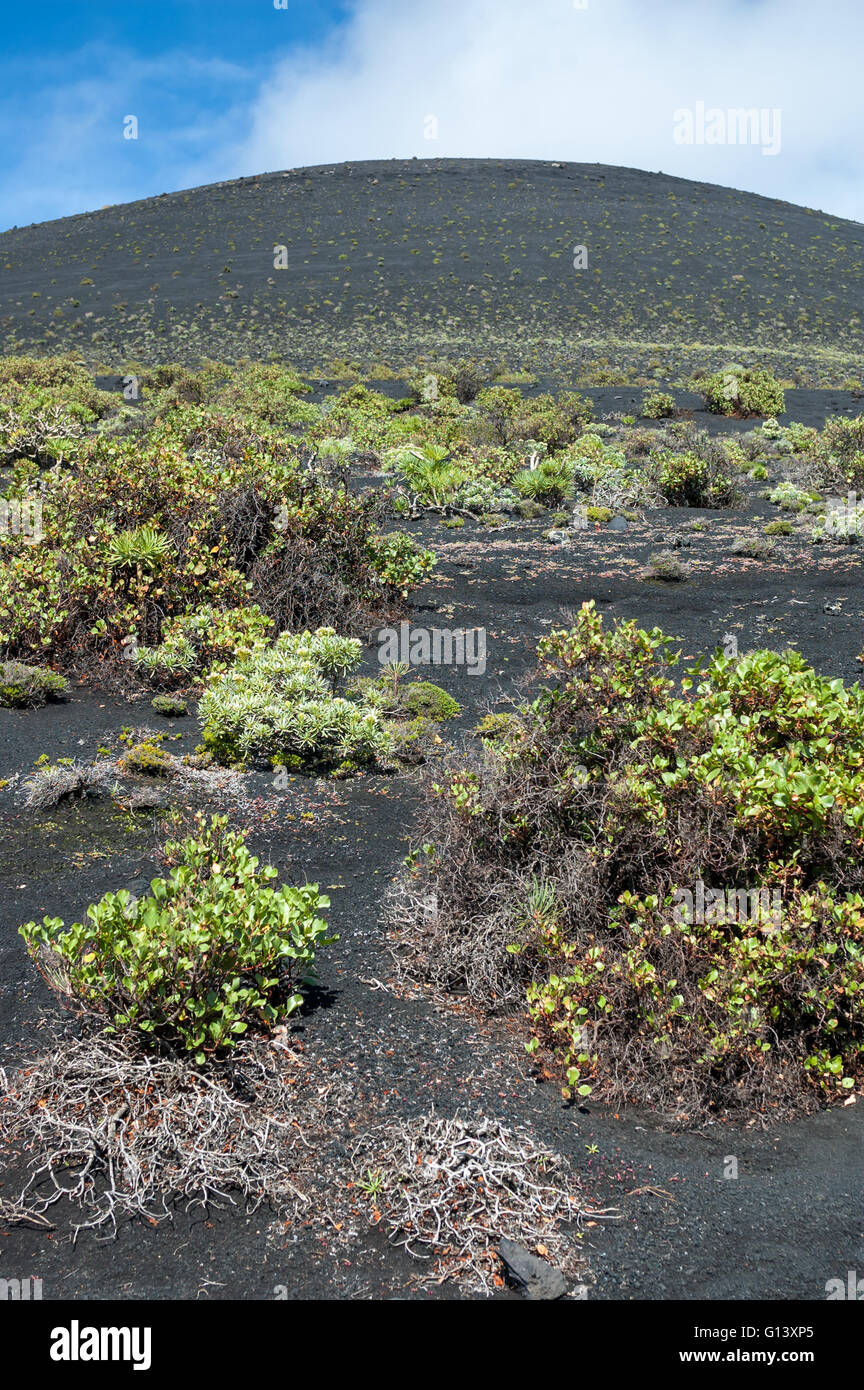 Cone of ash, lapilli and volcanic rock in process of being colonised by ...