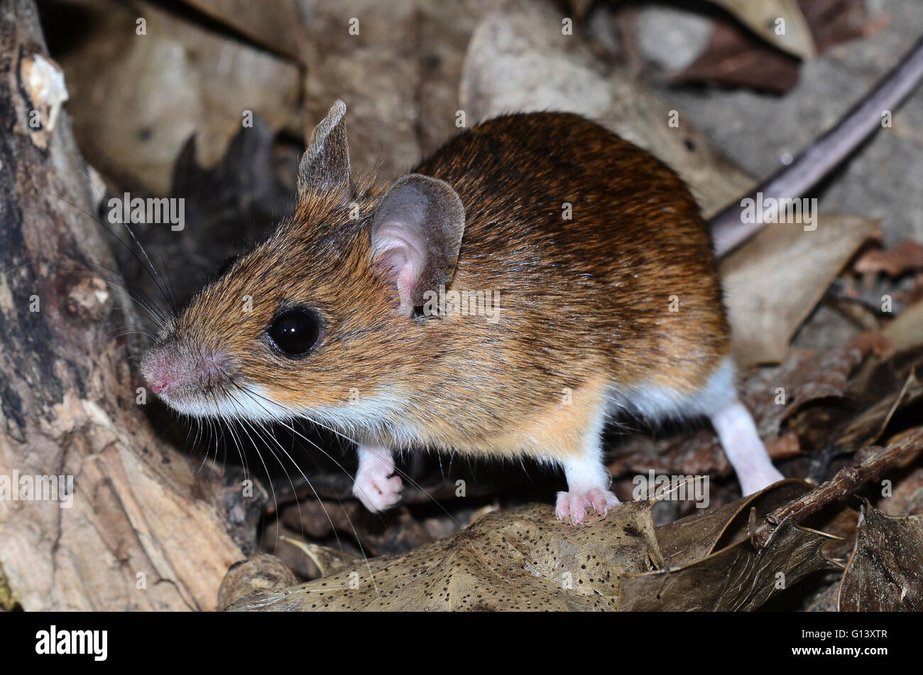 Yellow-necked mouse. Dorset, UK Stock Photo - Alamy