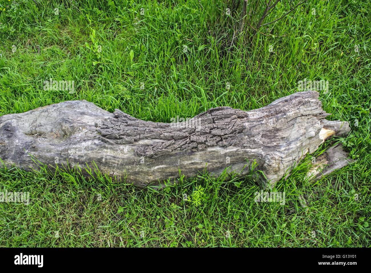 Part of the tree of wood lying in the grass and ruin Stock Photo - Alamy