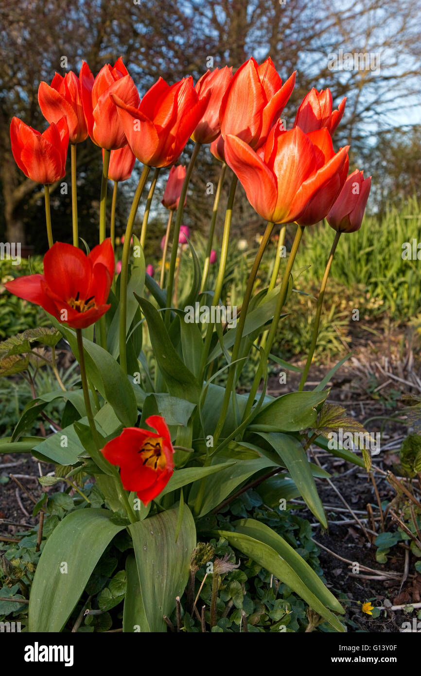 Tulip denmark hi-res stock photography and images - Alamy