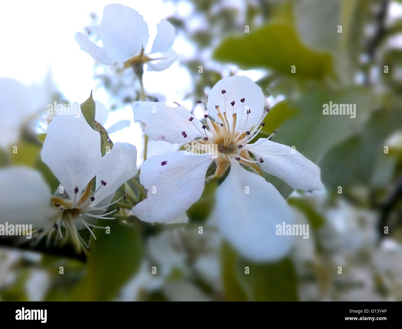 Temperate flowers hi-res stock photography and images - Alamy