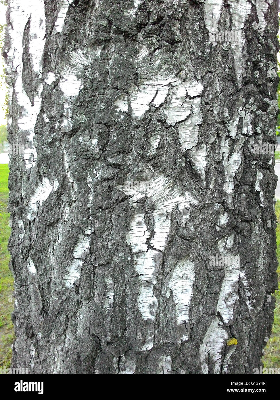 Birch texture hi-res stock photography and images - Alamy