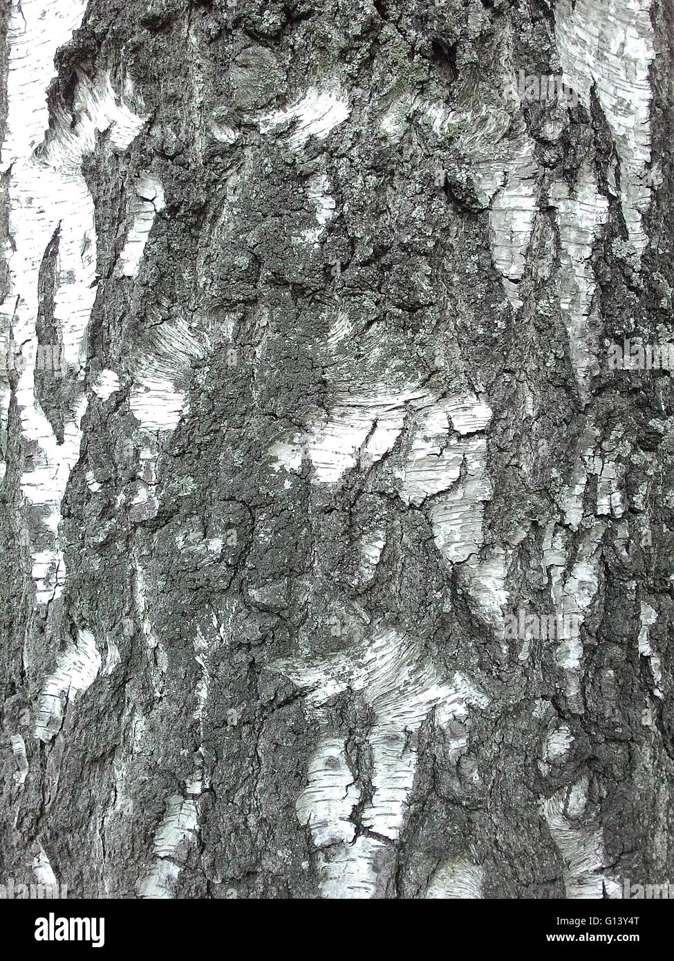 Birch tree texture - close-up of birch Stock Photo - Alamy