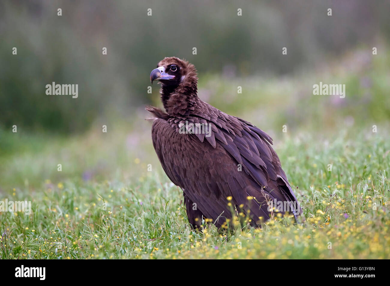 Black vulture resting on the ground in its habitat Stock Photo - Alamy