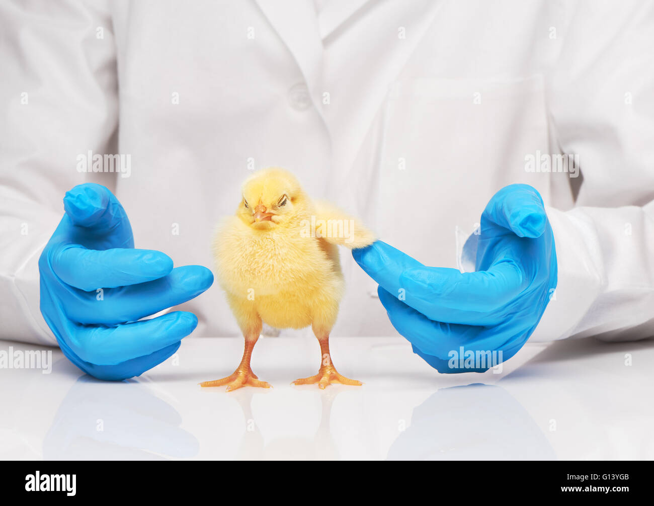 Veterinarian doctor checking up small yellow chickens wing over white ...