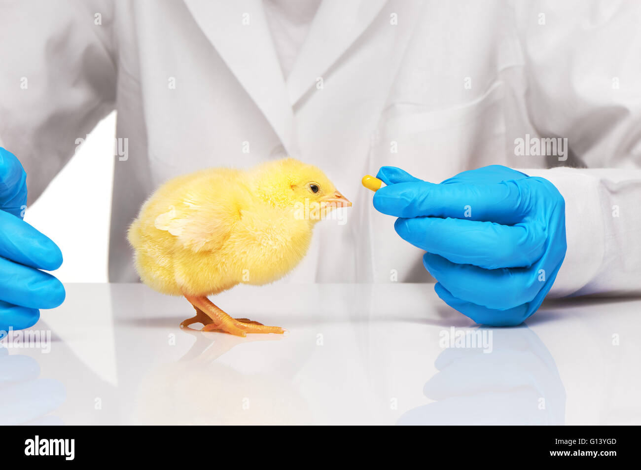 Small yellow chicken getting pill from veterinarians hand over white ...