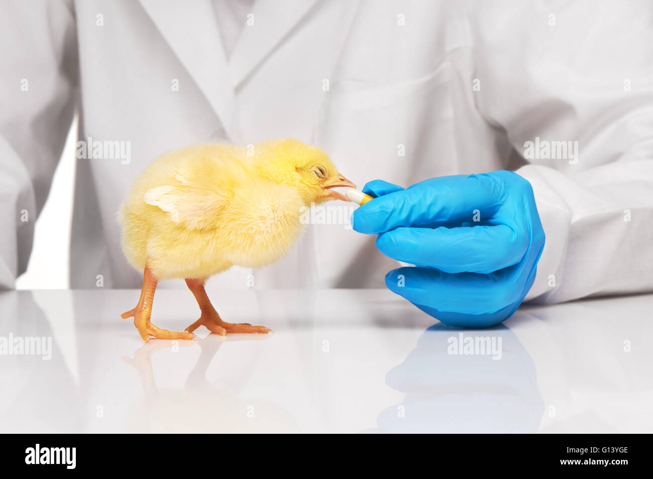 Small yellow chicken getting pill from veterinarians hand over white ...