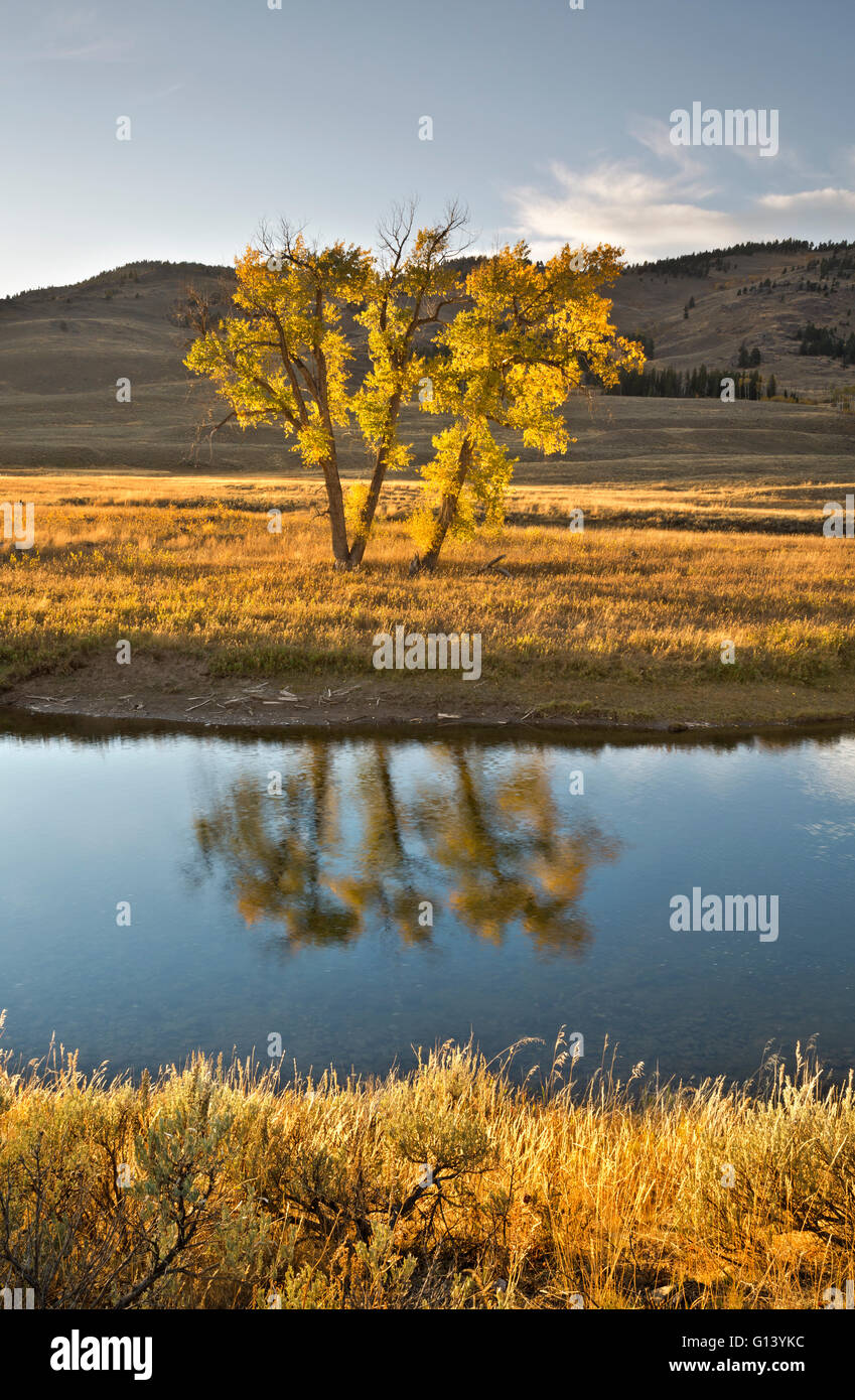 Aspen tree in fall and yellowstone river hi-res stock photography and ...