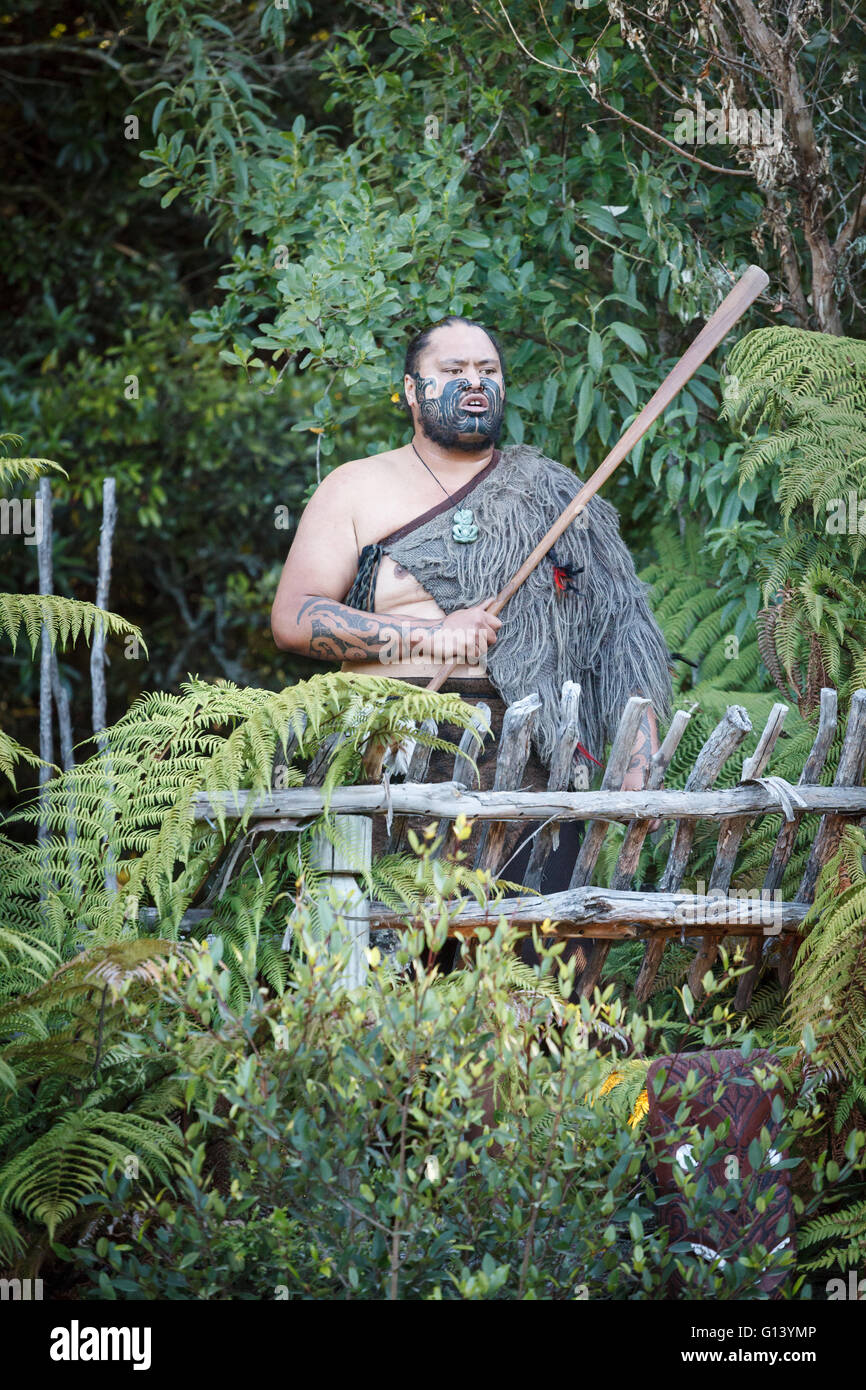Maori chief hi-res stock photography and images - Alamy