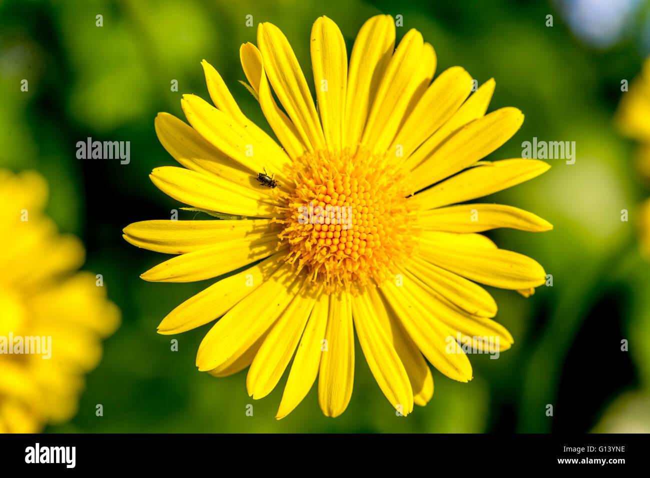 Beautiful Yellow Daisy Flower on a sunny spring day Stock Photo - Alamy