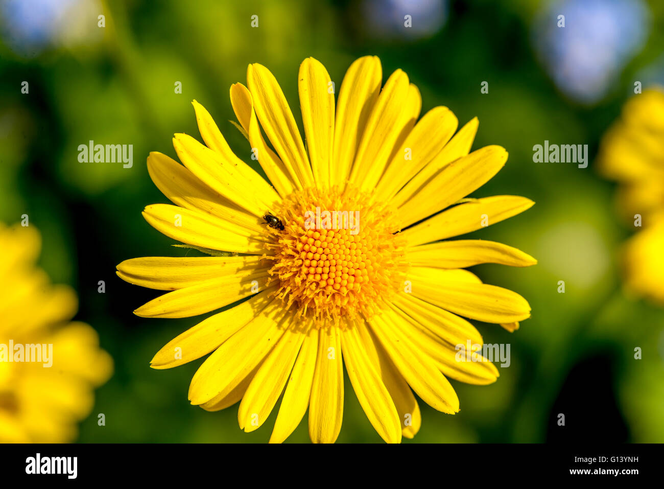 Beautiful Daisy Flower on a sunny spring day Stock Photo - Alamy