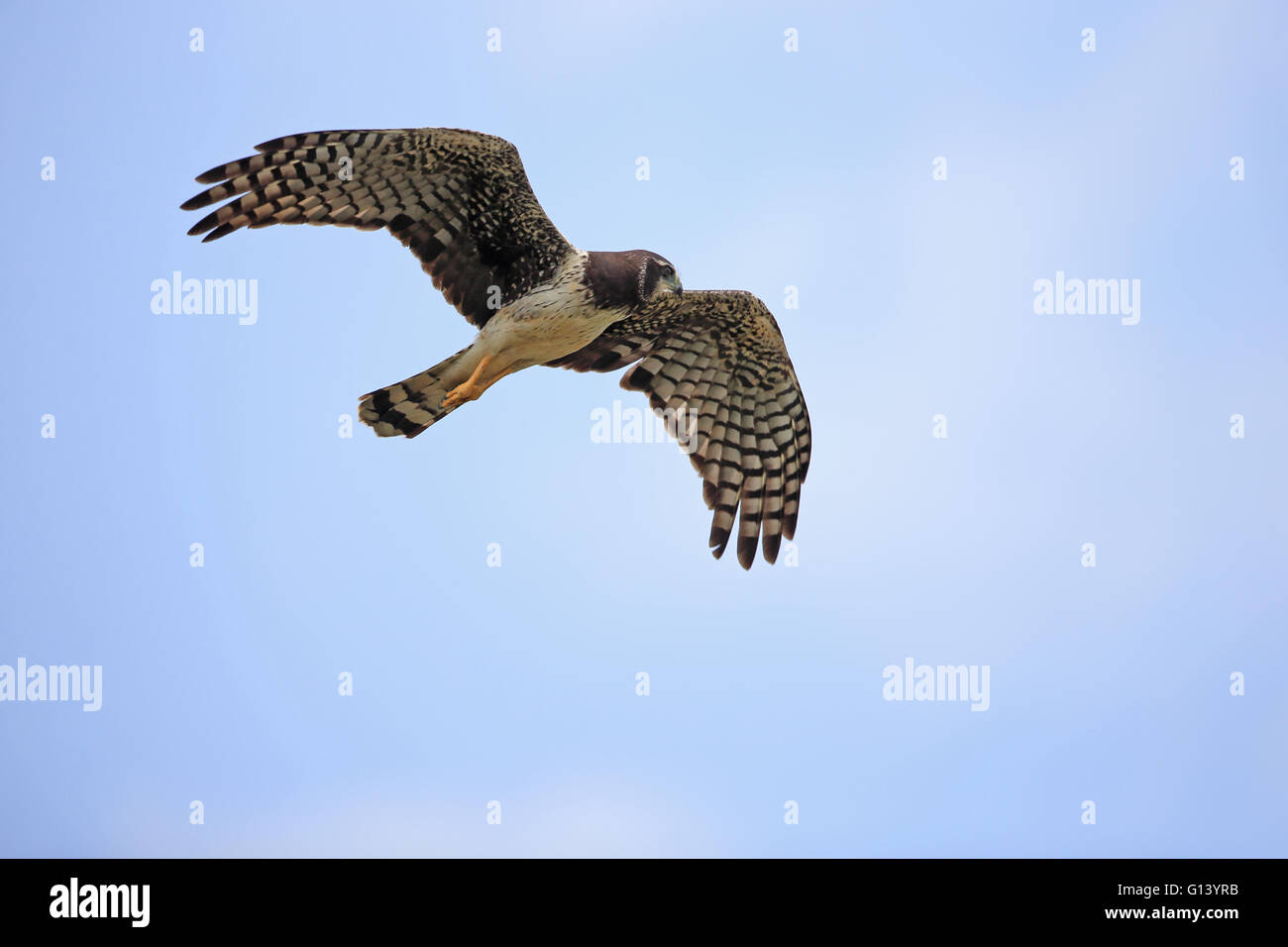 Long-winged Harrier (Circus buffoni Stock Photo - Alamy