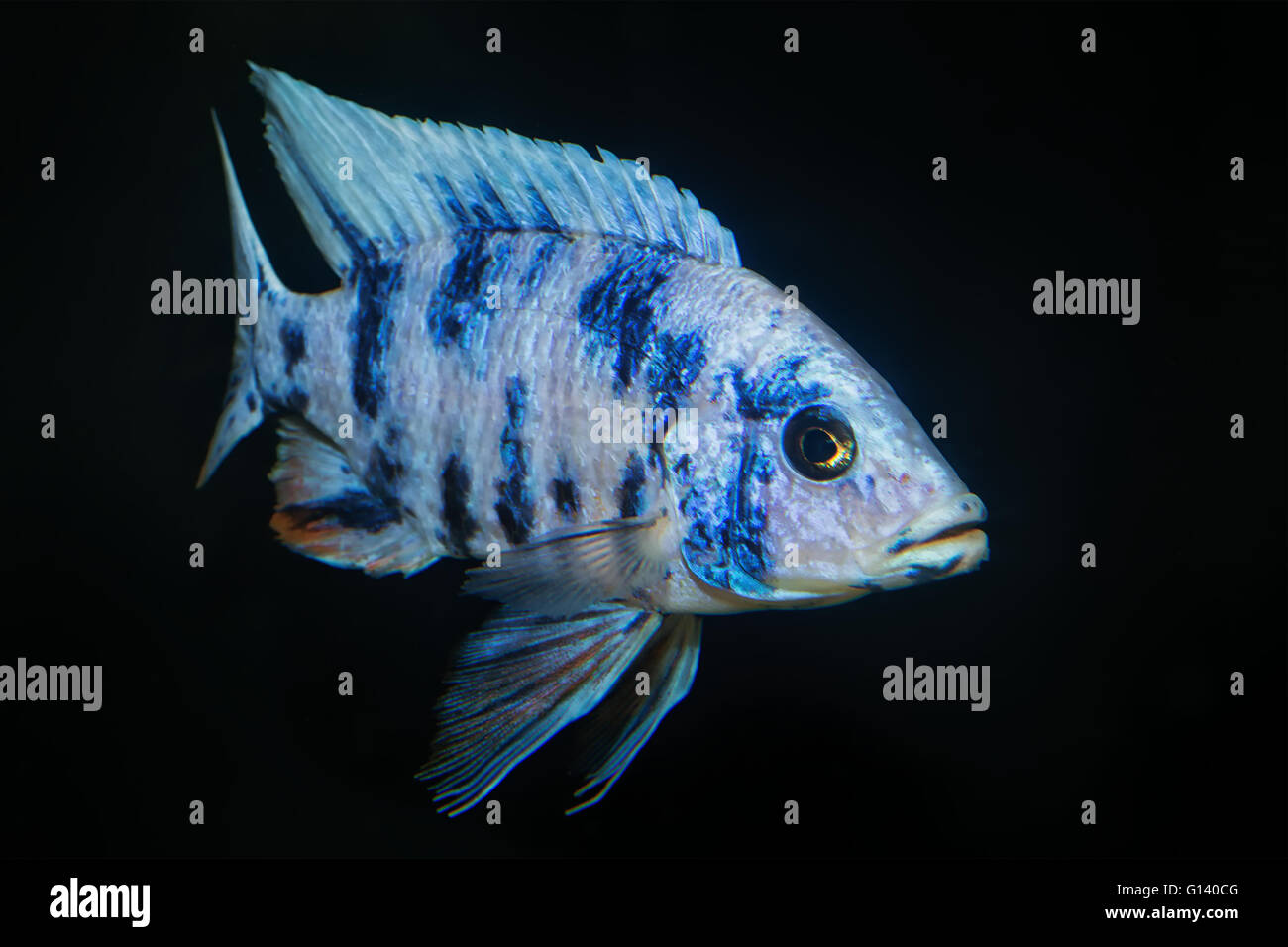 Nice blue OB male of cichlid fish from genus Aulonocara Stock Photo - Alamy