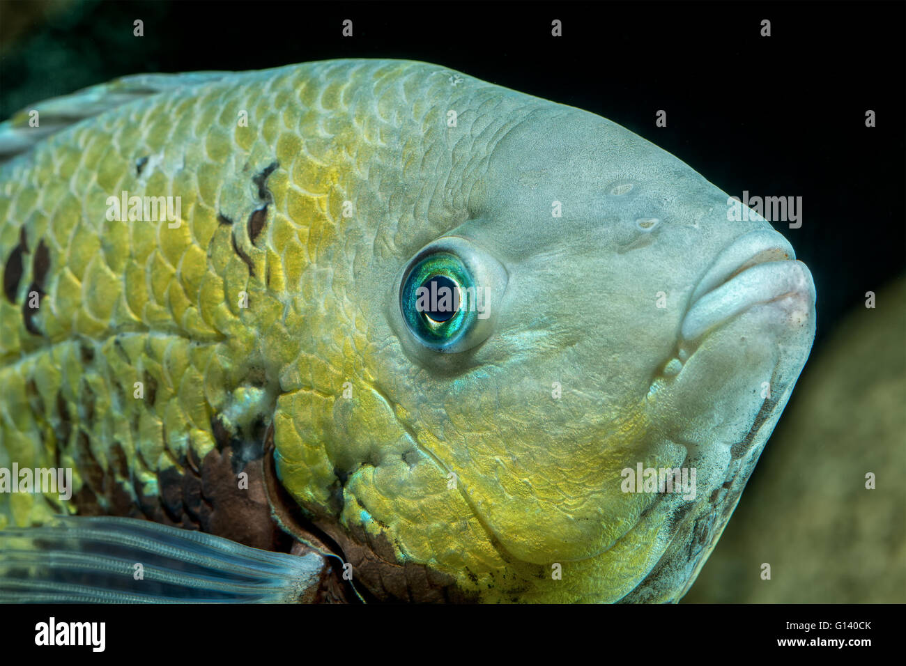Detail portrait of cichlid fish from genus Vieja Stock Photo - Alamy