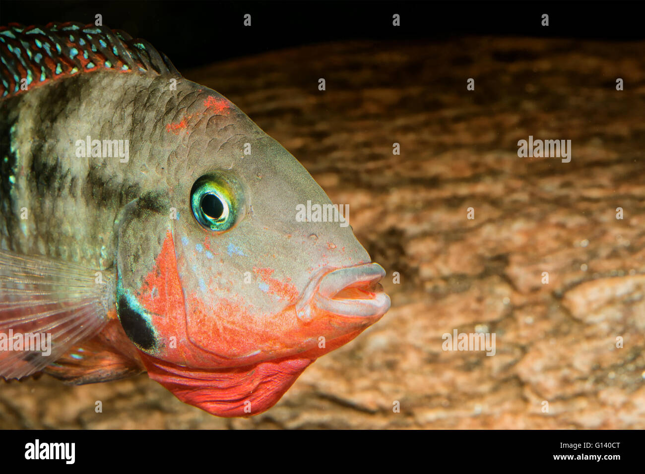 Detail of head of cichlid fish from genus Thorichthys Stock Photo - Alamy