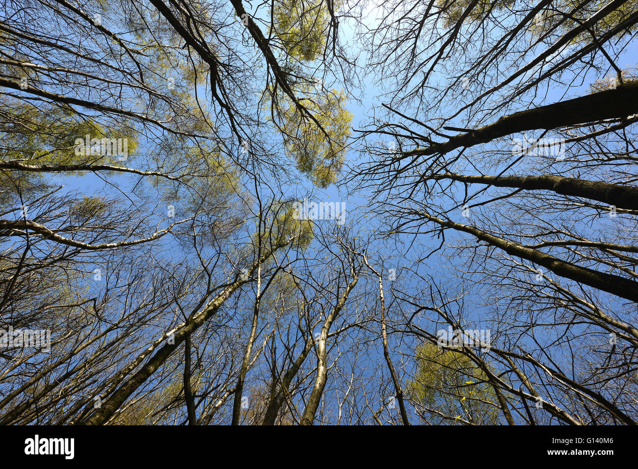 Looking up at tall trees hi-res stock photography and images - Alamy