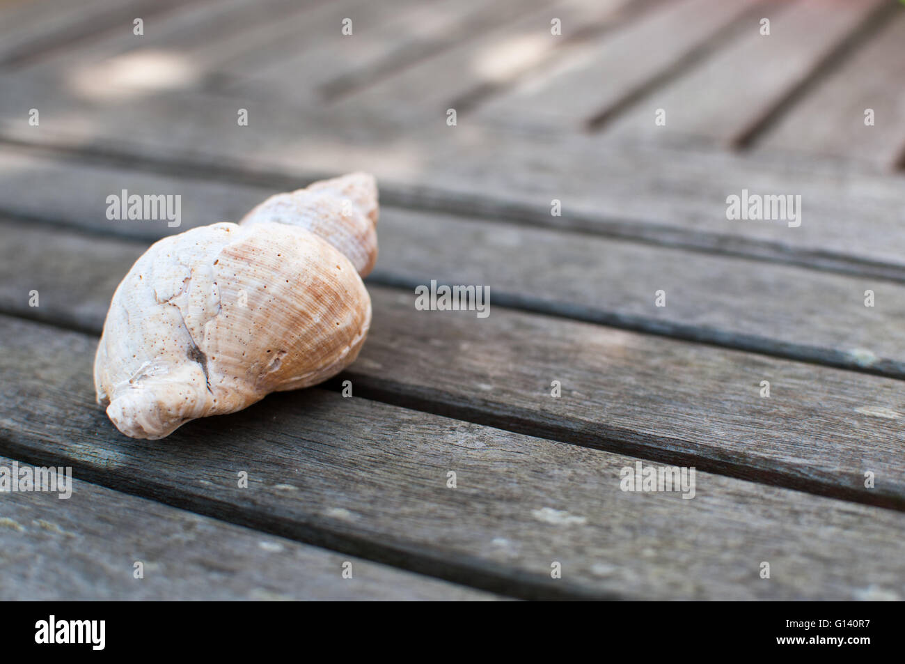 calm, relaxing background image of a sea shell on a wooden table with ...
