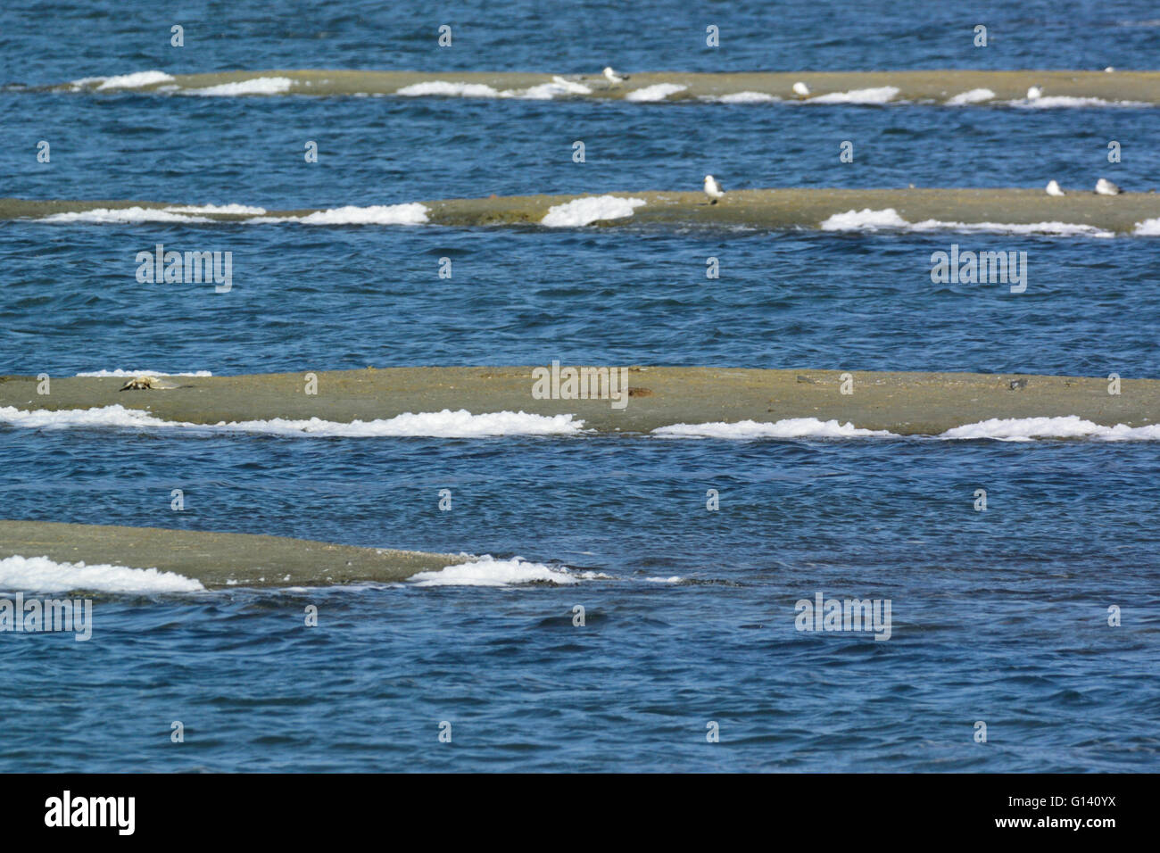 Alviso Marina County Park, San Jose CA Stock Photo - Alamy