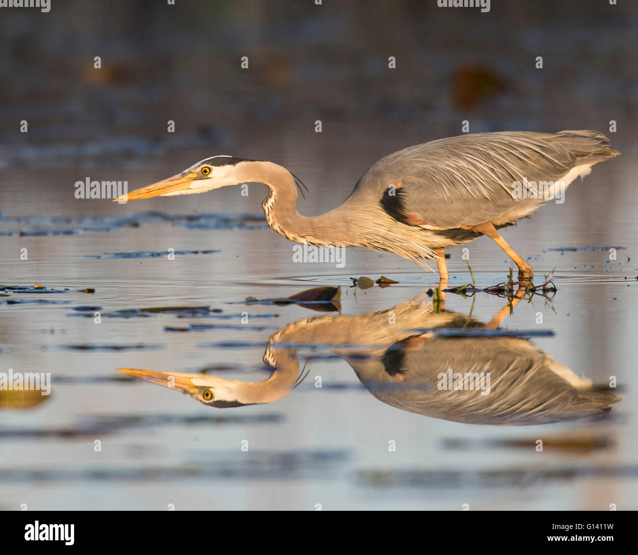 A hunting Great Blue Heron Stock Photo - Alamy