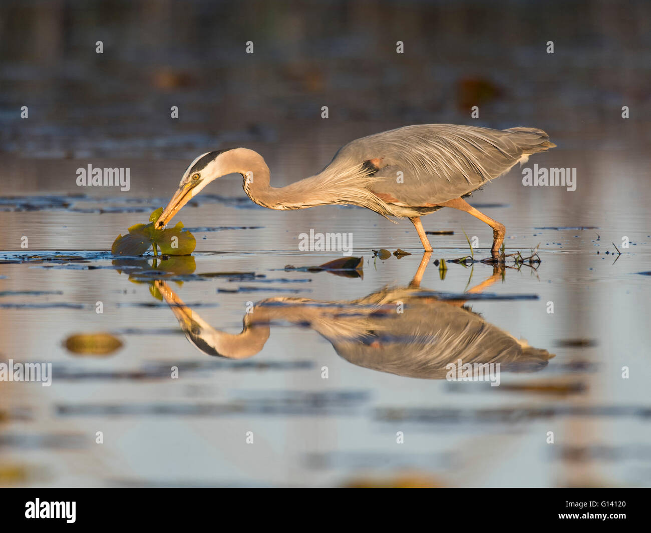 A hunting Great Blue Heron Stock Photo - Alamy