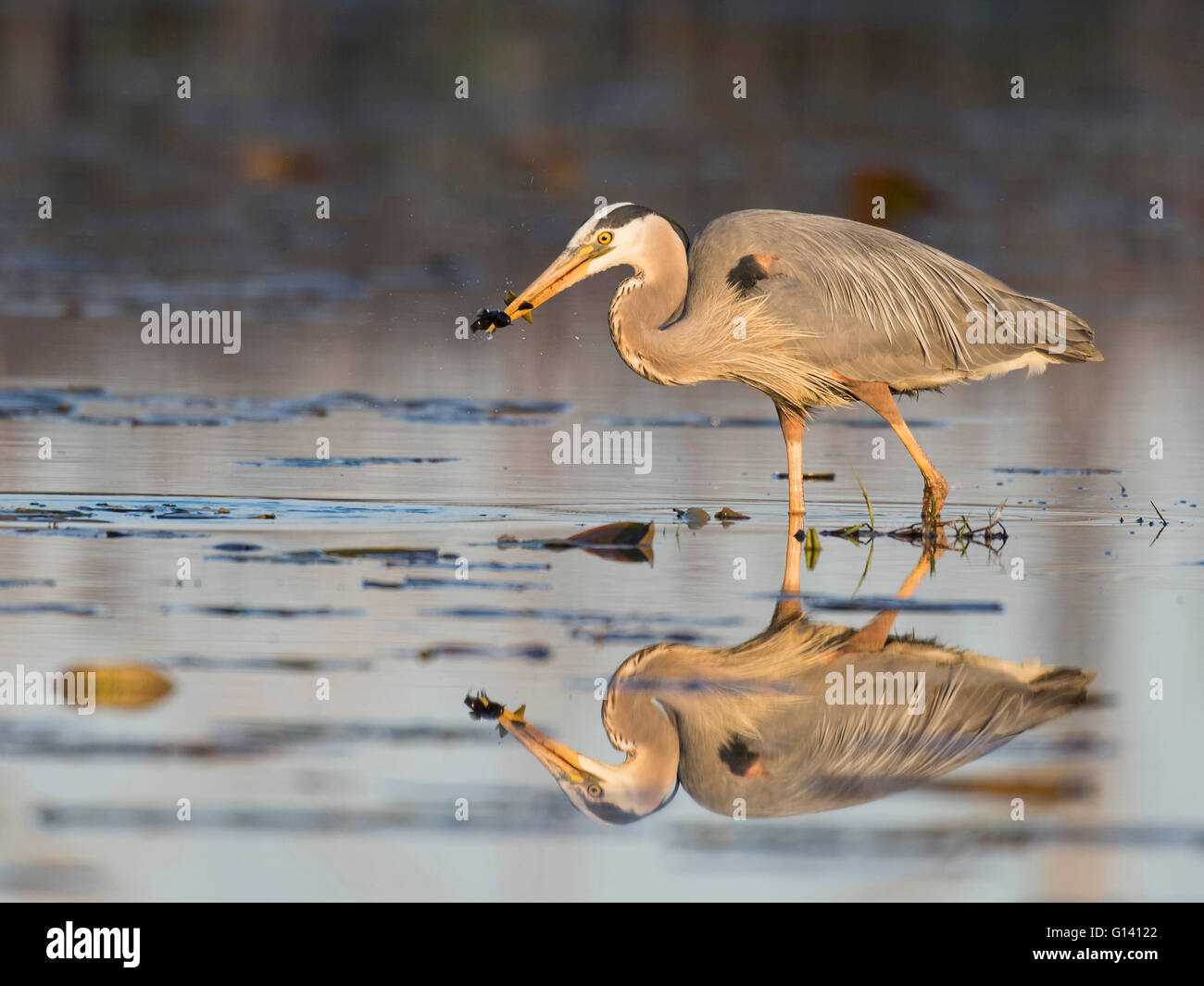 A hunting Great Blue Heron Stock Photo - Alamy