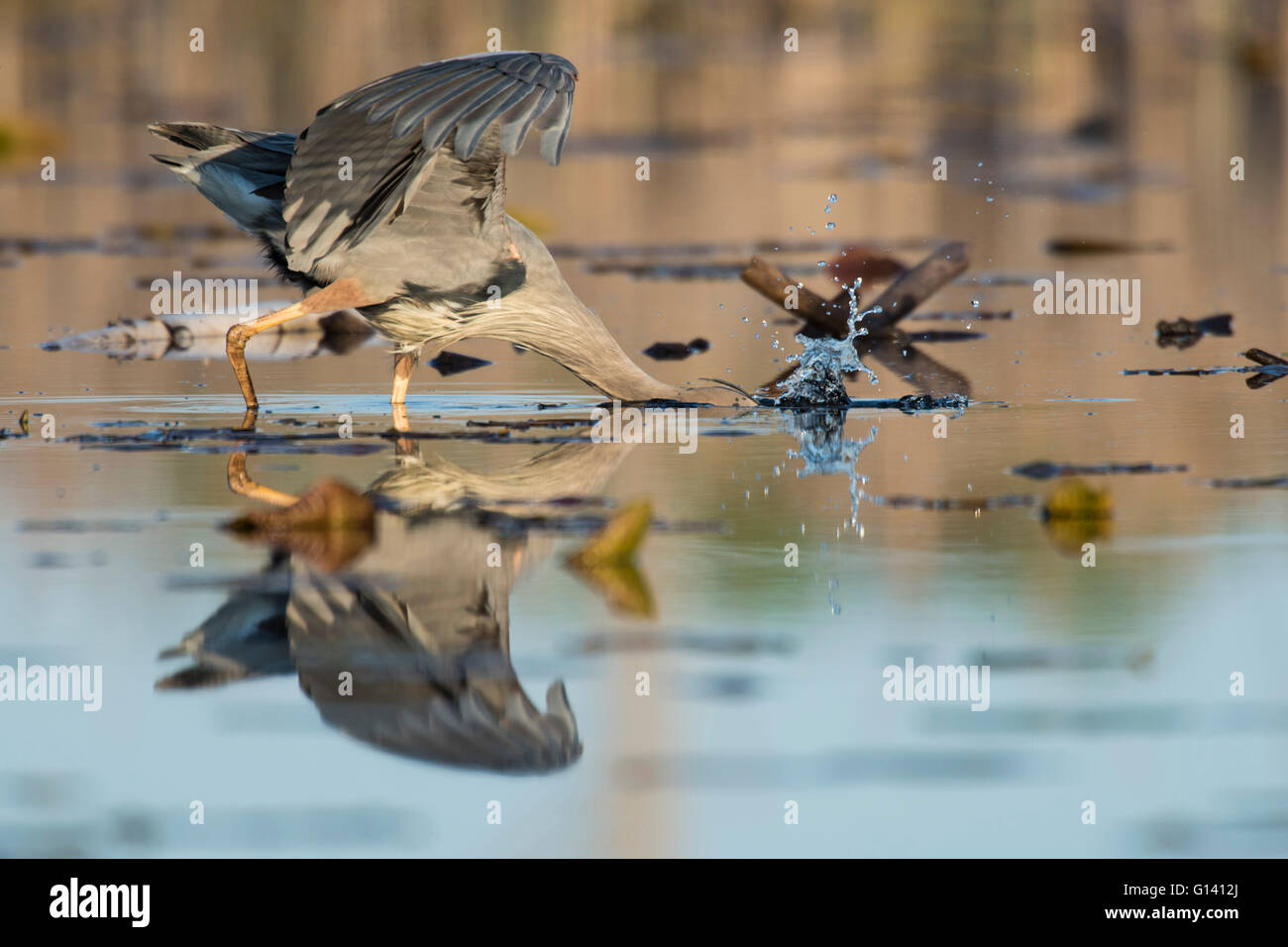 A hunting Great Blue Heron Stock Photo - Alamy