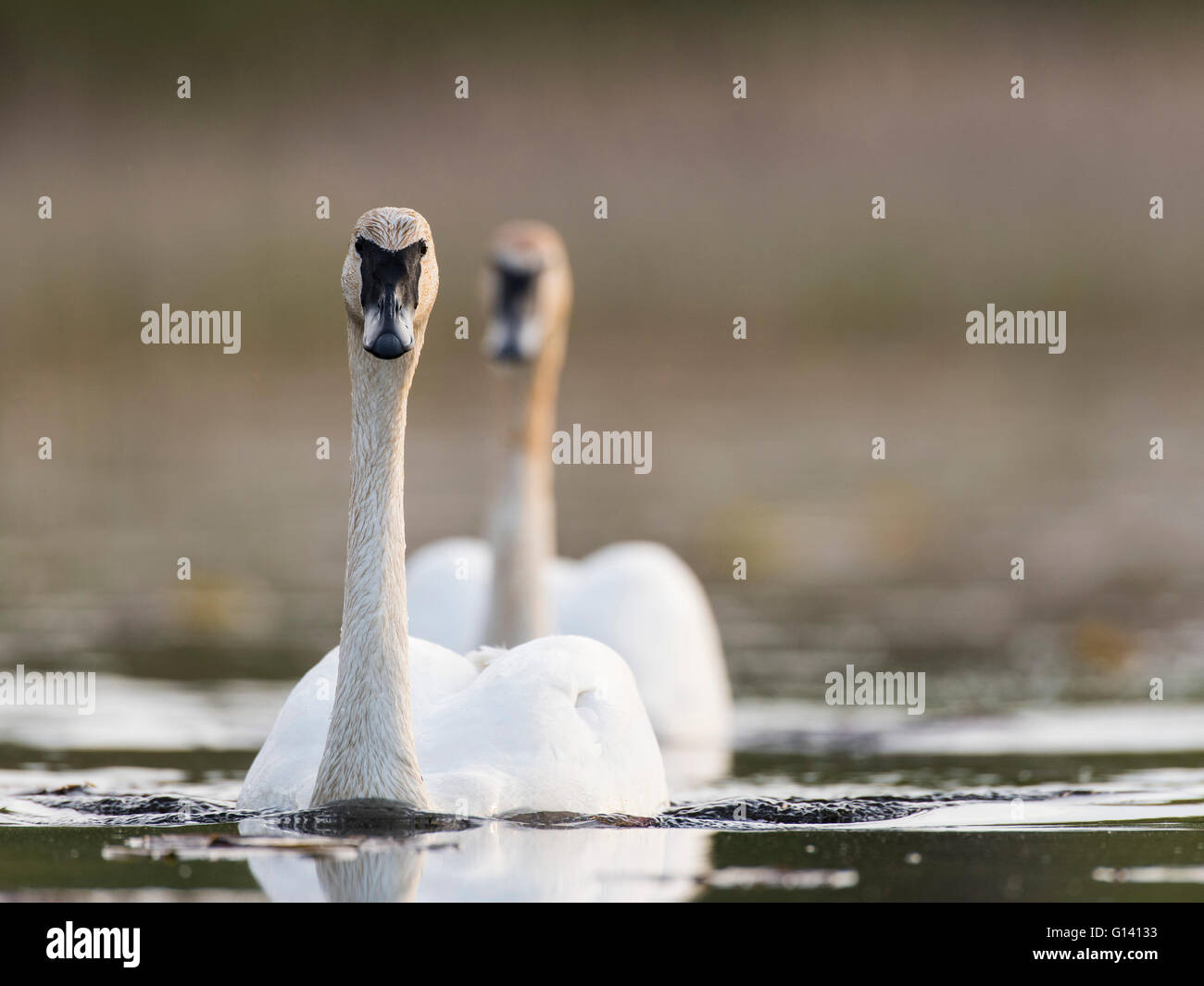 A trumpeter Swan in the spring in Minnesota Stock Photo - Alamy