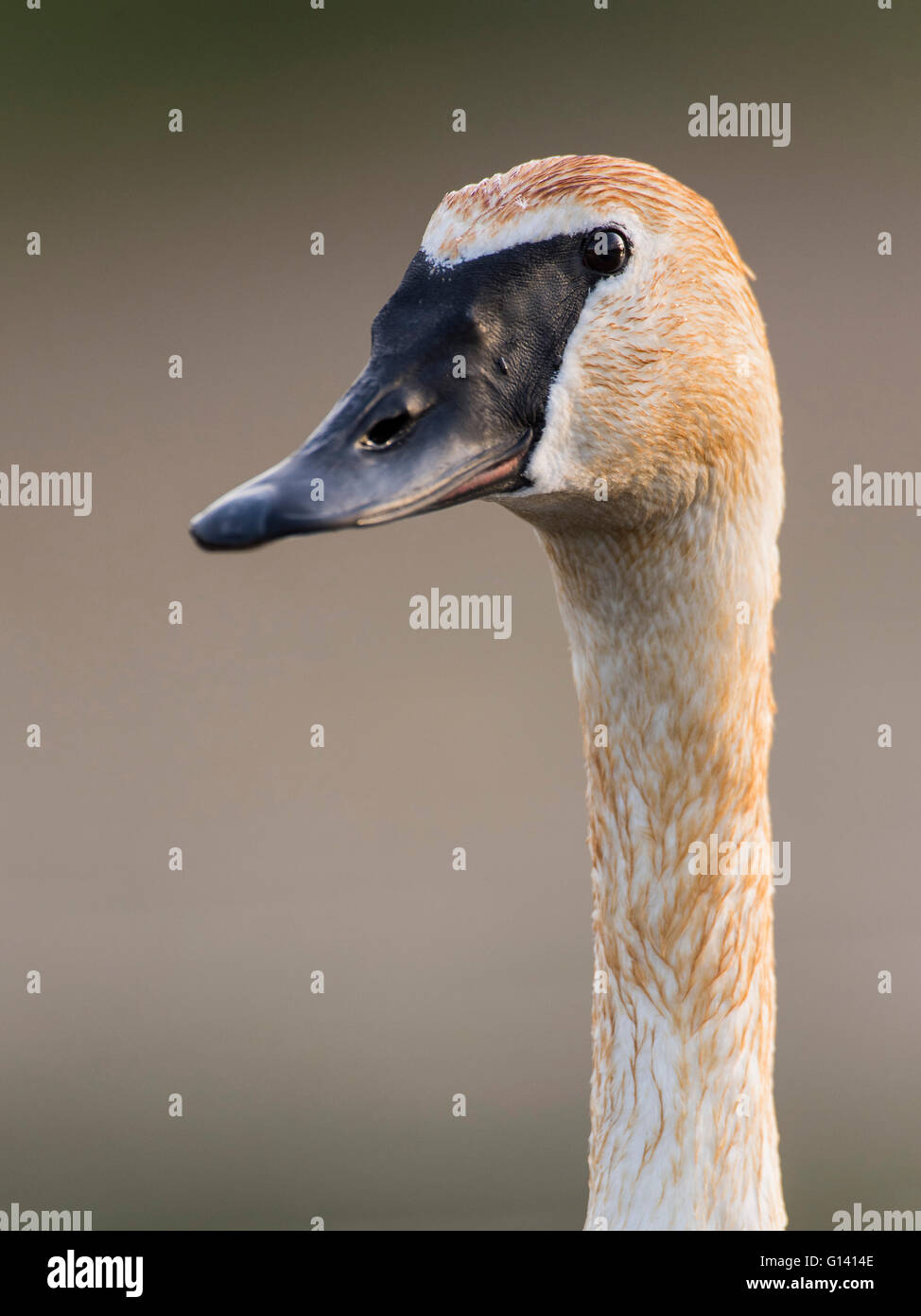 A trumpeter Swan in the spring in Minnesota Stock Photo - Alamy