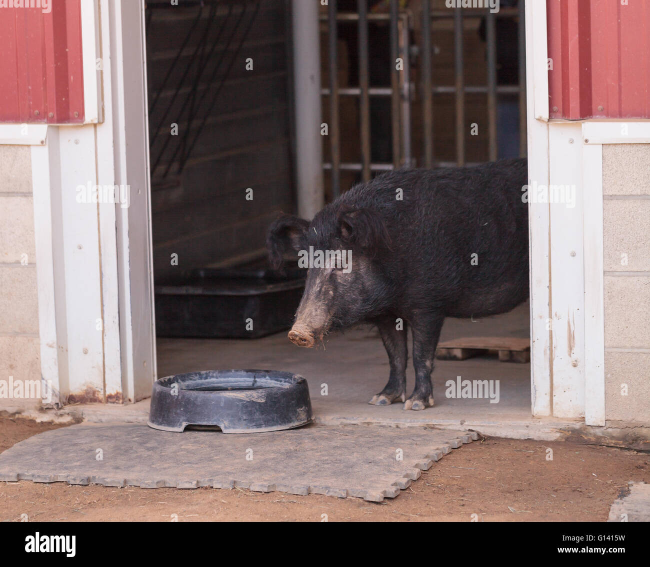 North American Guinea hog emerges from a barn on a farm in Southern ...
