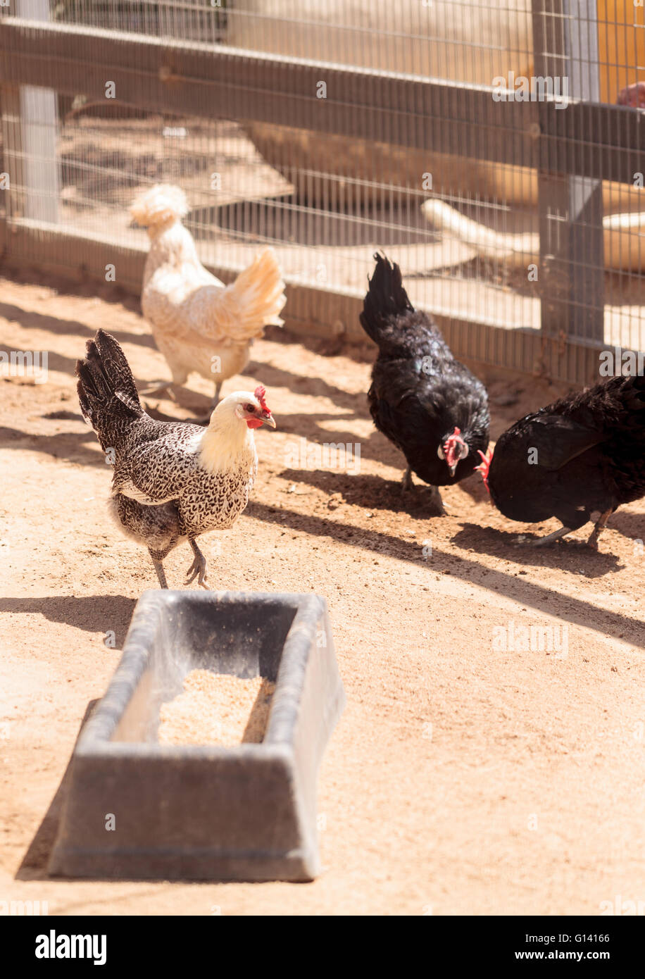 Black, buff, brown, and white chickens on a farm outside a chicken coop ...
