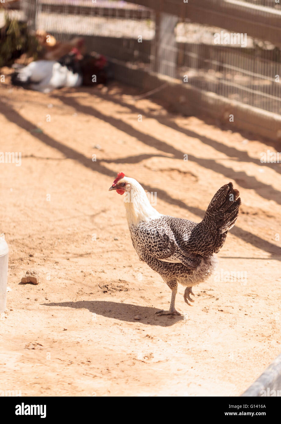 Black, buff, brown, and white chickens on a farm outside a chicken coop ...