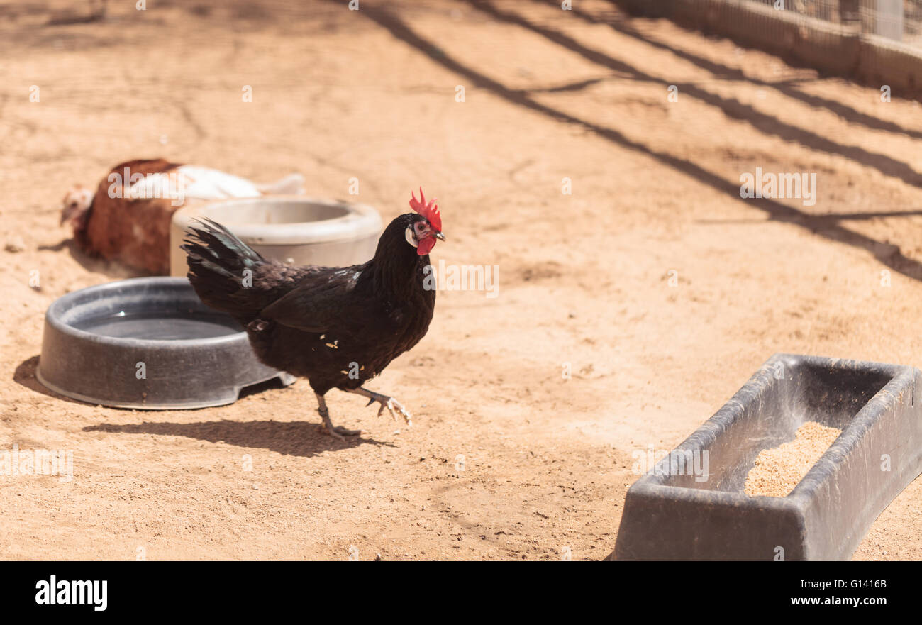 Black, buff, brown, and white chickens on a farm outside a chicken coop ...