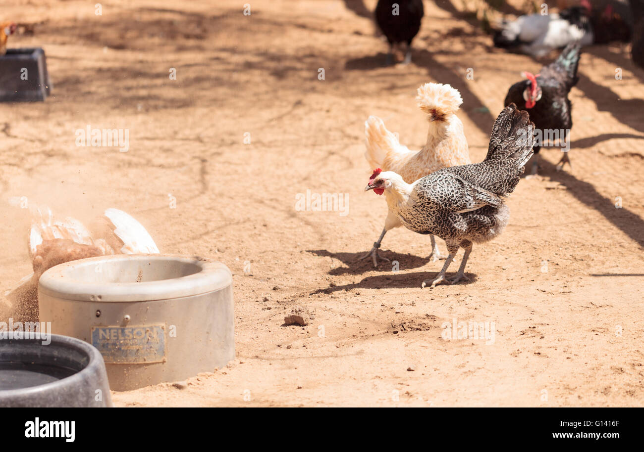 Black, buff, brown, and white chickens on a farm outside a chicken coop ...