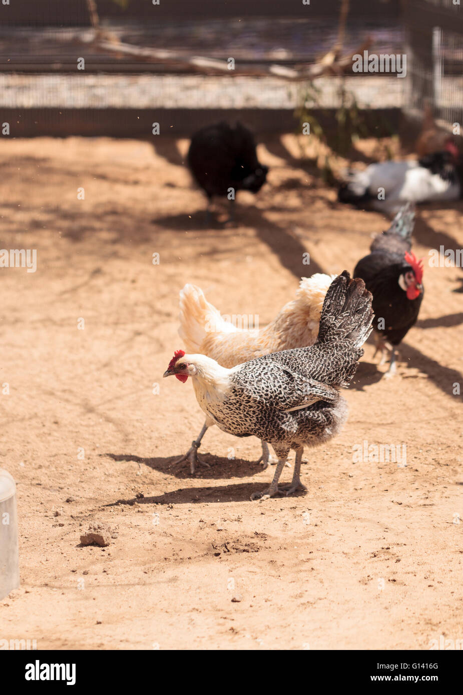 Black, buff, brown, and white chickens on a farm outside a chicken coop ...
