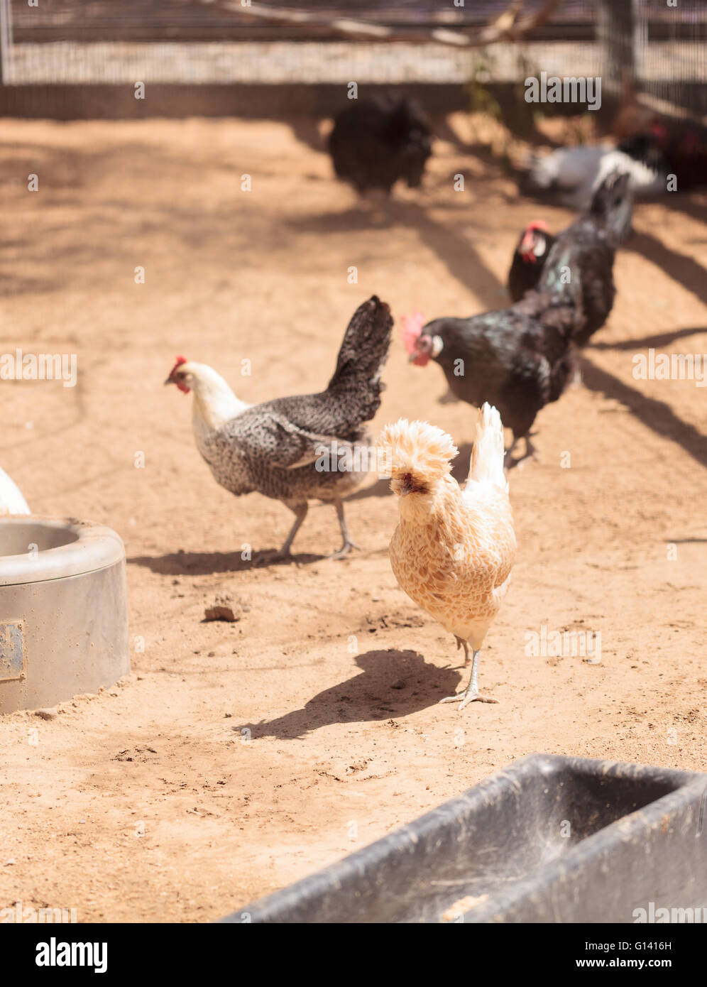 Chicken gallus domesticus hi-res stock photography and images - Alamy