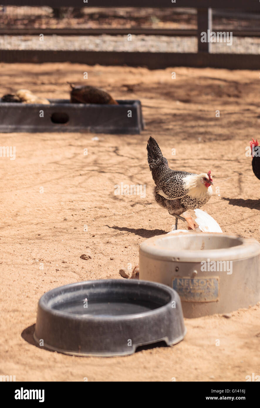 Buff laced polish chickens hi-res stock photography and images - Alamy