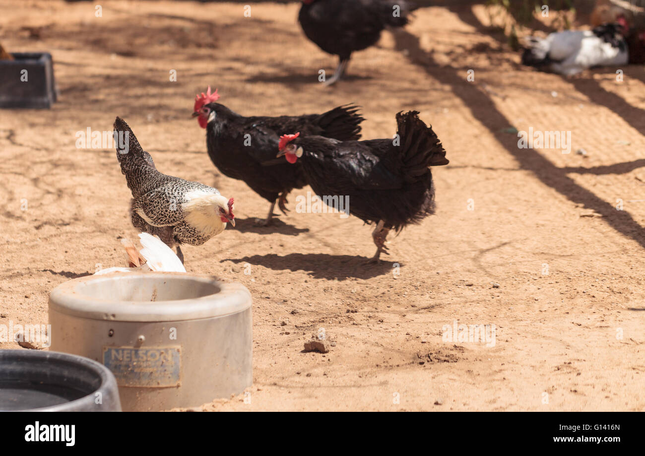 Bearded hen hi-res stock photography and images - Alamy