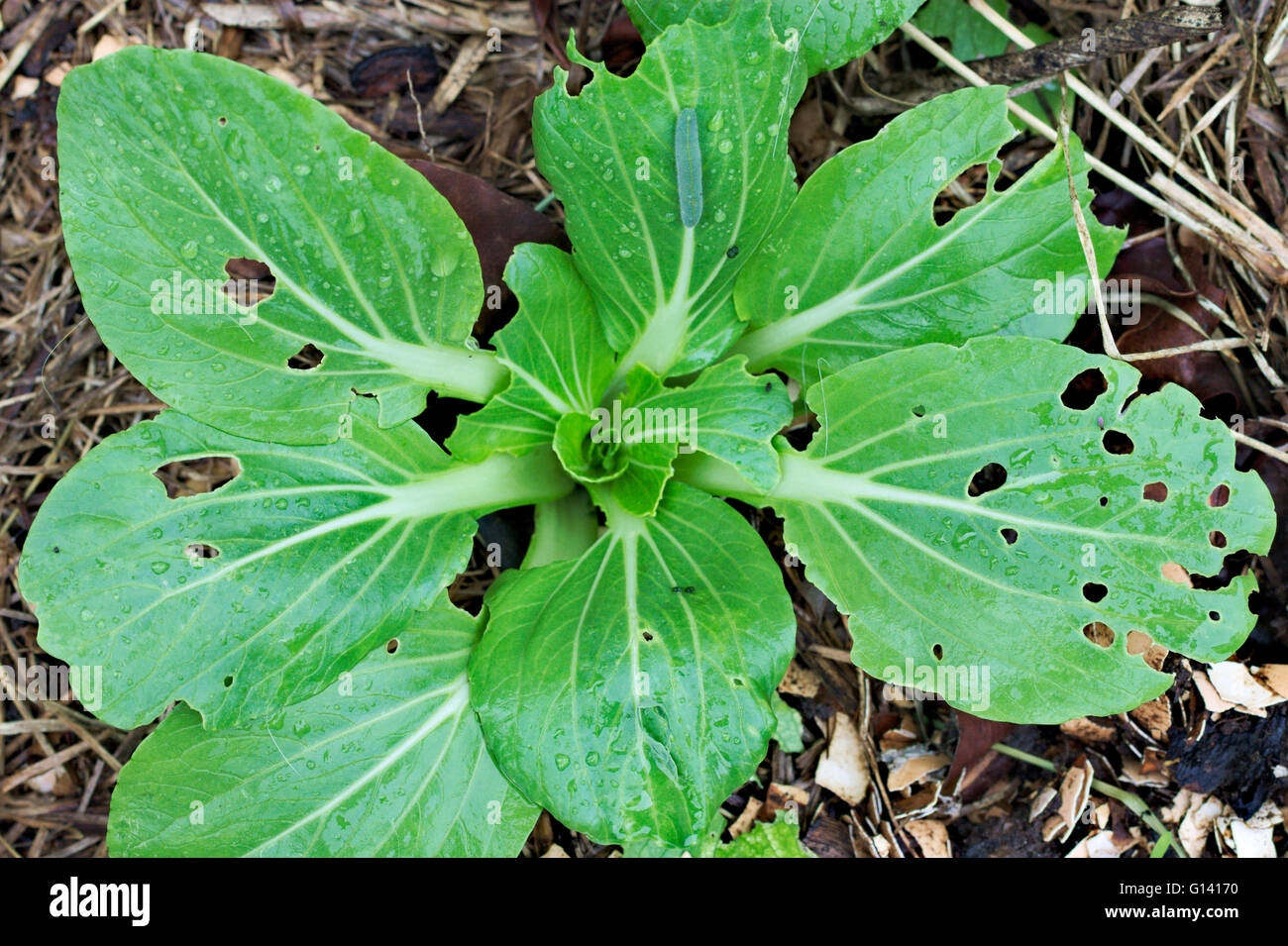 Bok Choy Plant High Resolution Stock Photography and Images - Alamy