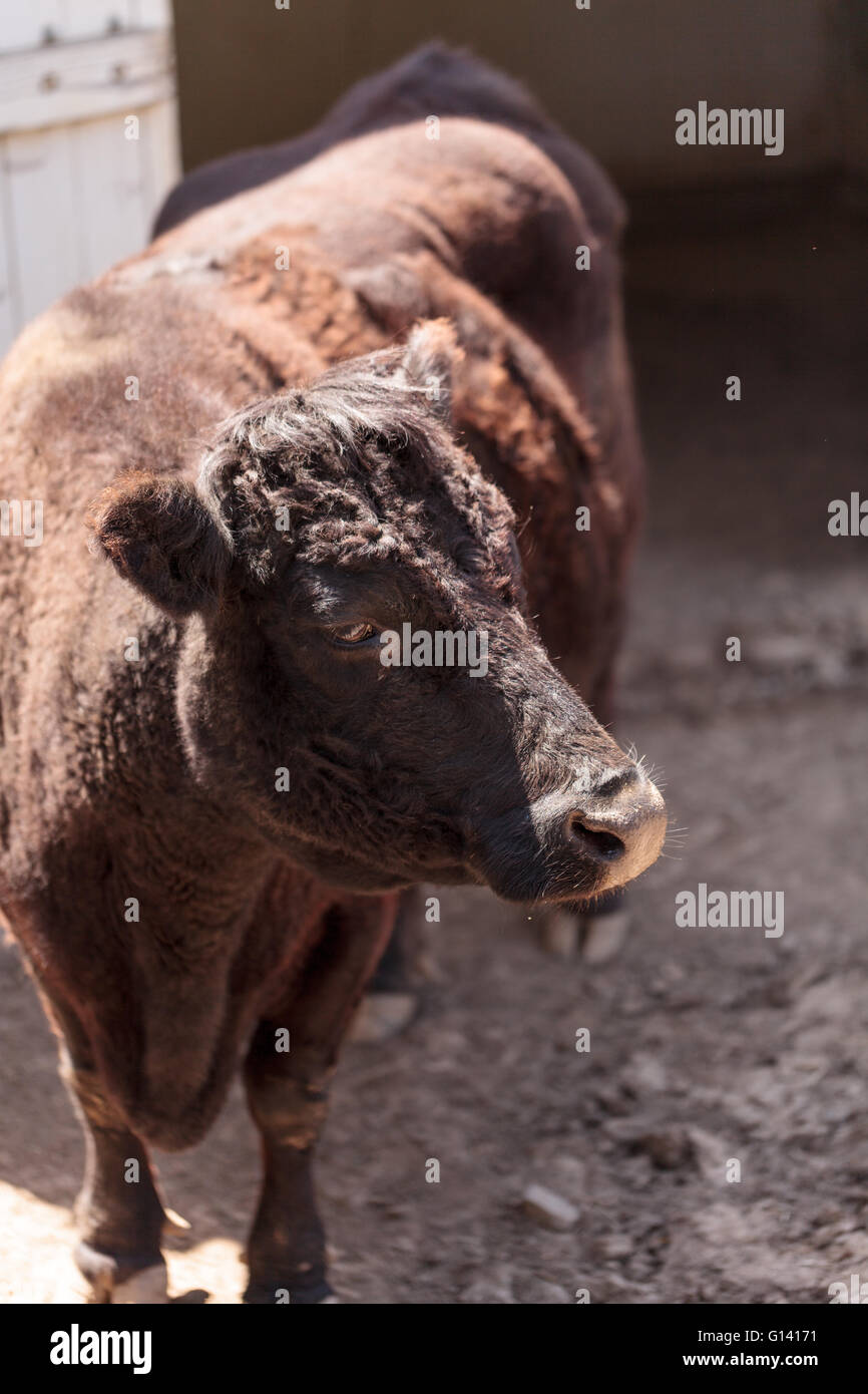 Miniature Cattle Breeds