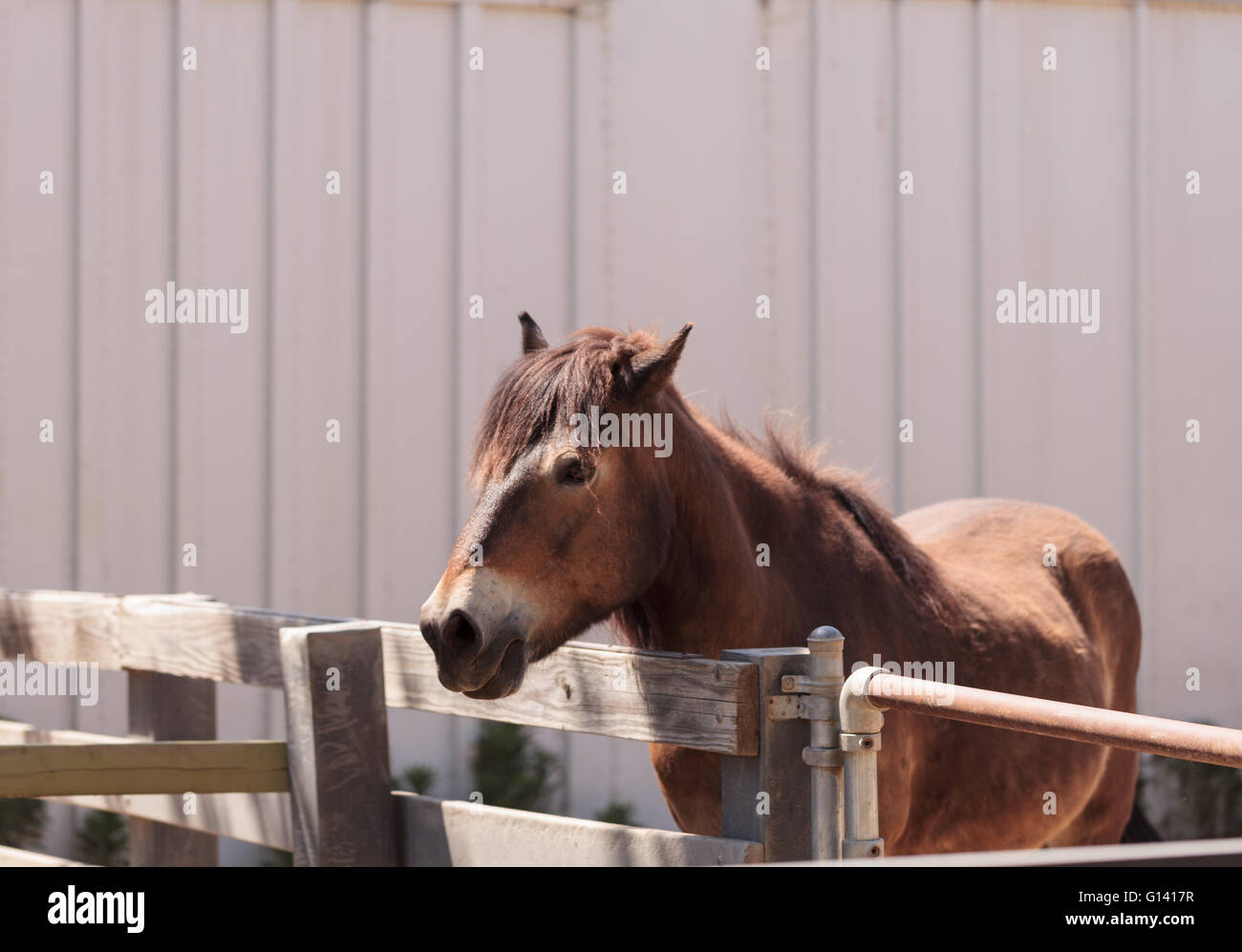Celtic pony breed hi-res stock photography and images - Alamy