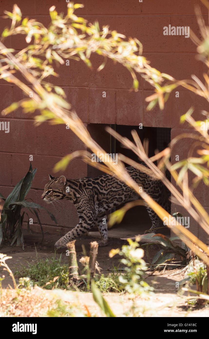 Ocelot cat Leopardus pardalis creeps out of its enclosure at the zoo ...