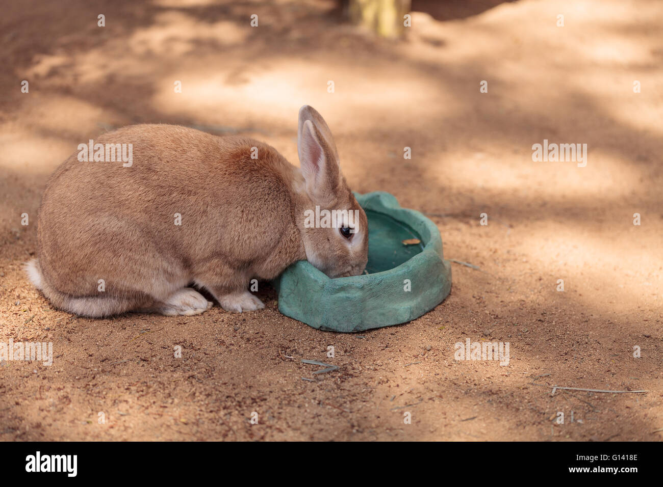 Pet domestic rabbit eats from a bowl outside in its Southern California ...